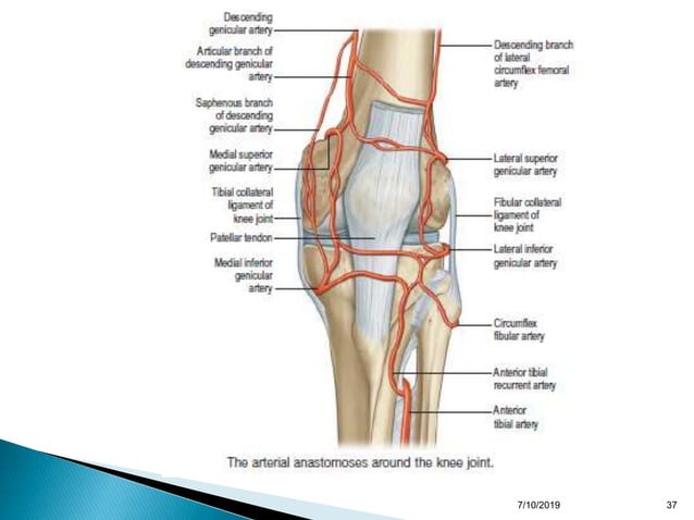 Anatomy of the Back of thigh and popliteal fossa By DR. G Kamau. | PPTX
