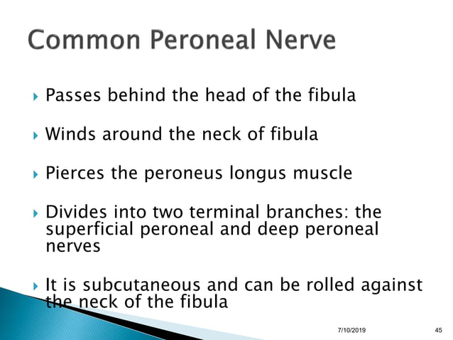 Anatomy of the Back of thigh and popliteal fossa By DR. G Kamau. | PPTX