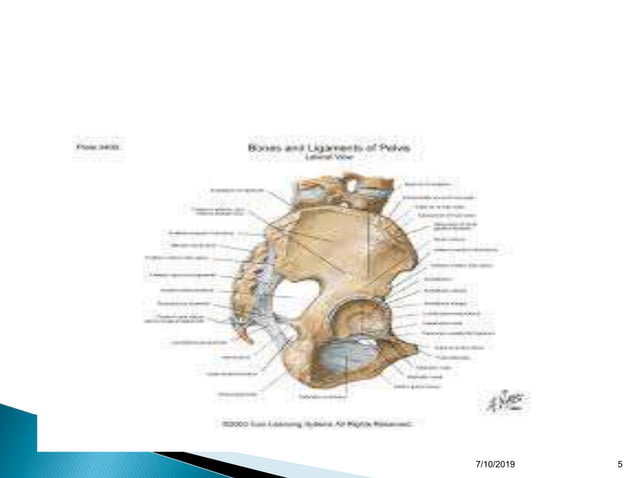 Anatomy of the Back of thigh and popliteal fossa By DR. G Kamau. | PPTX