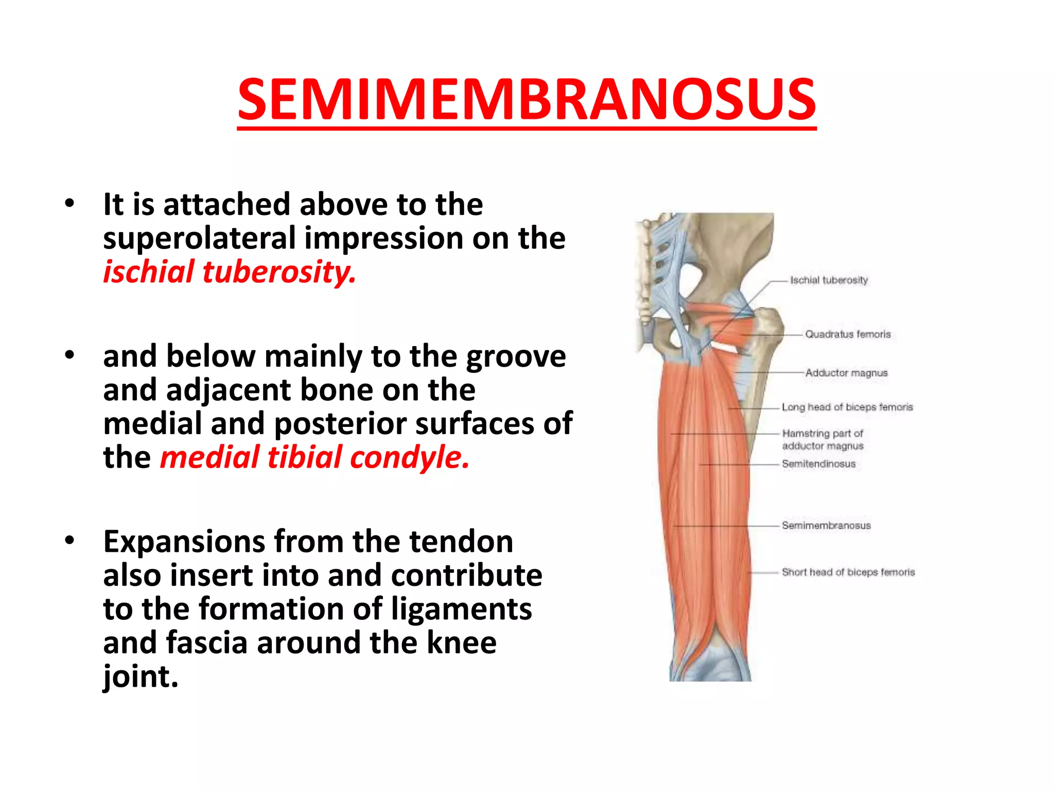 BACK OF THIGH AND POPLITEAL FOSSA.pptx