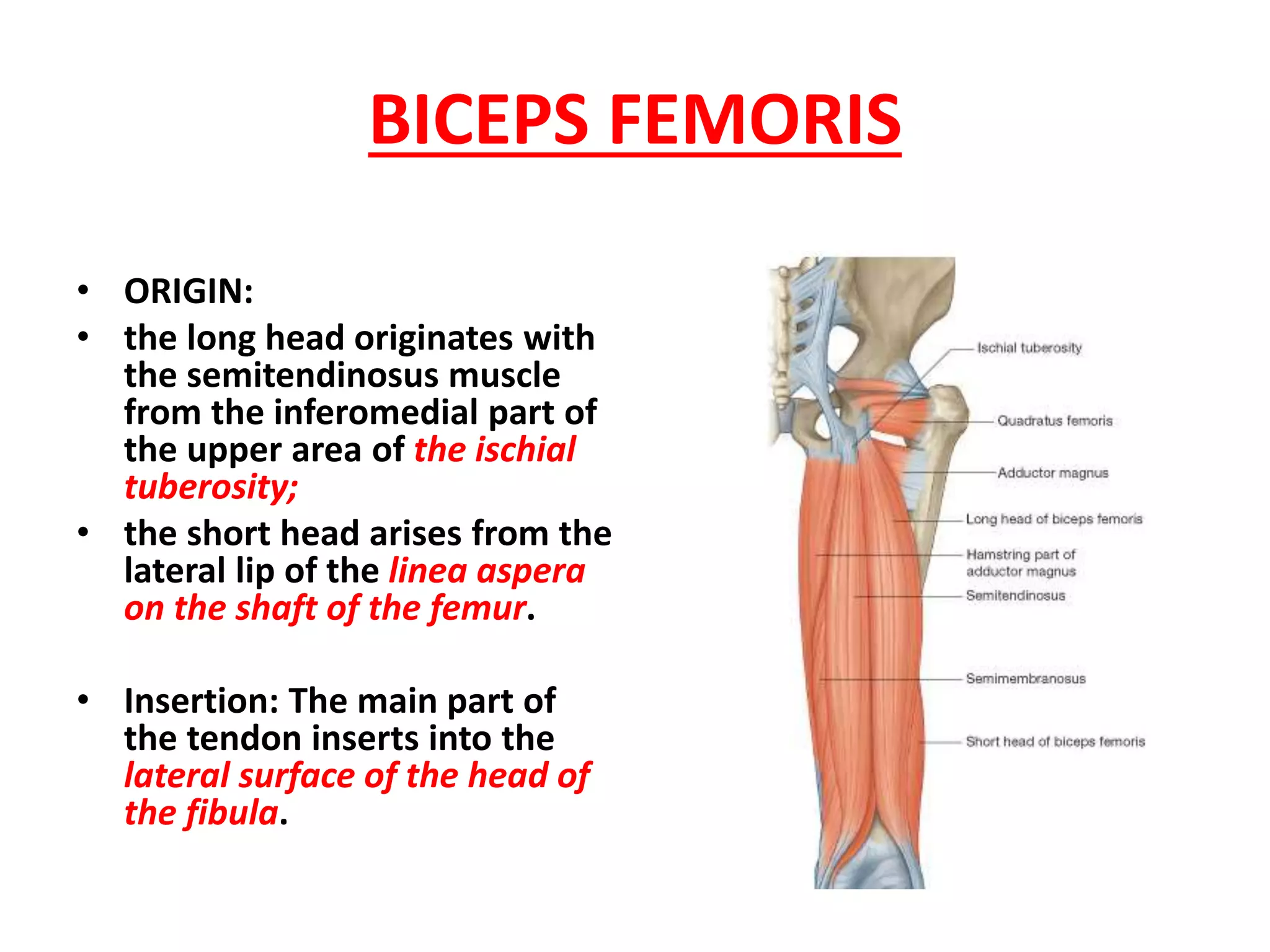 BACK OF THIGH AND POPLITEAL FOSSA.pptx | Death, Injury, or Military ...