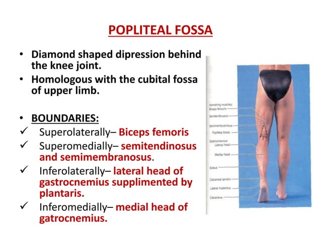BACK OF THIGH AND POPLITEAL FOSSA.pptx