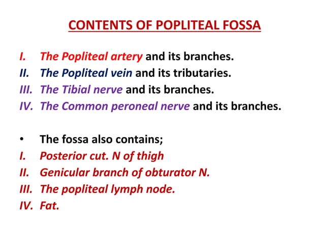 BACK OF THIGH AND POPLITEAL FOSSA.pptx