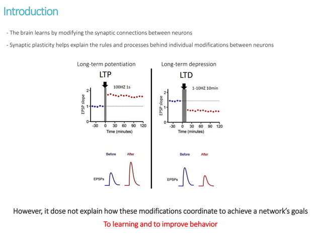 Backpropagation and the brain review | PPT