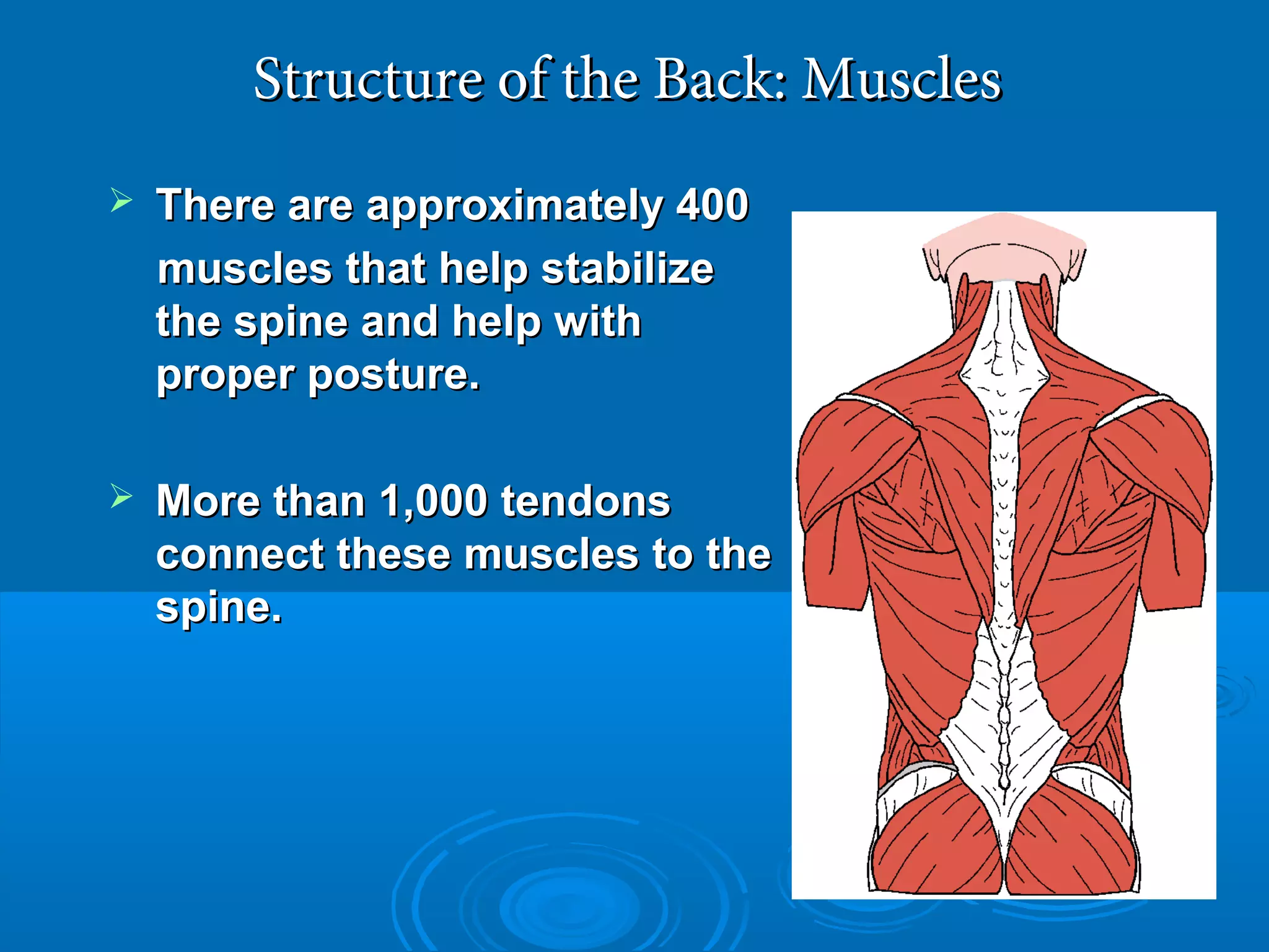 Back Safety and Lifting | PPT