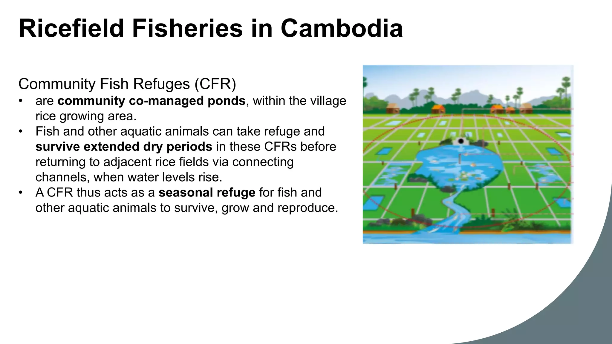 World Water Week: Back to the Future: Integrating rice-fish systems for ...