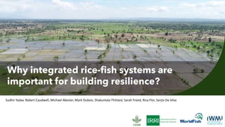 World Water Week: Back to the Future: Integrating rice-fish systems for ...