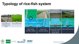 World Water Week: Back to the Future: Integrating rice-fish systems for ...