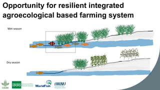World Water Week: Back to the Future: Integrating rice-fish systems for ...