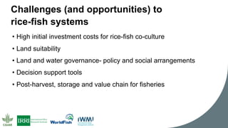 World Water Week: Back to the Future: Integrating rice-fish systems for ...