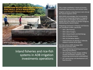 World Water Week: Back to the Future: Integrating rice-fish systems for ...