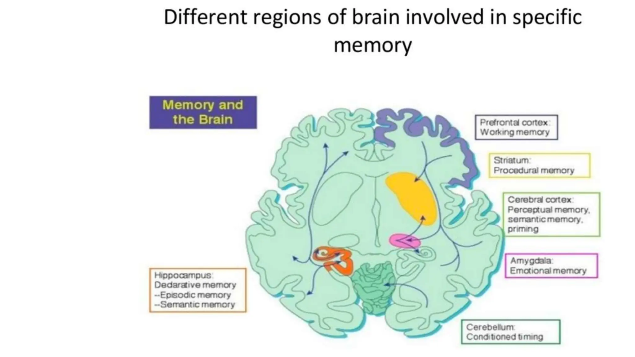 neurobehavior in functional cognitive.pptx