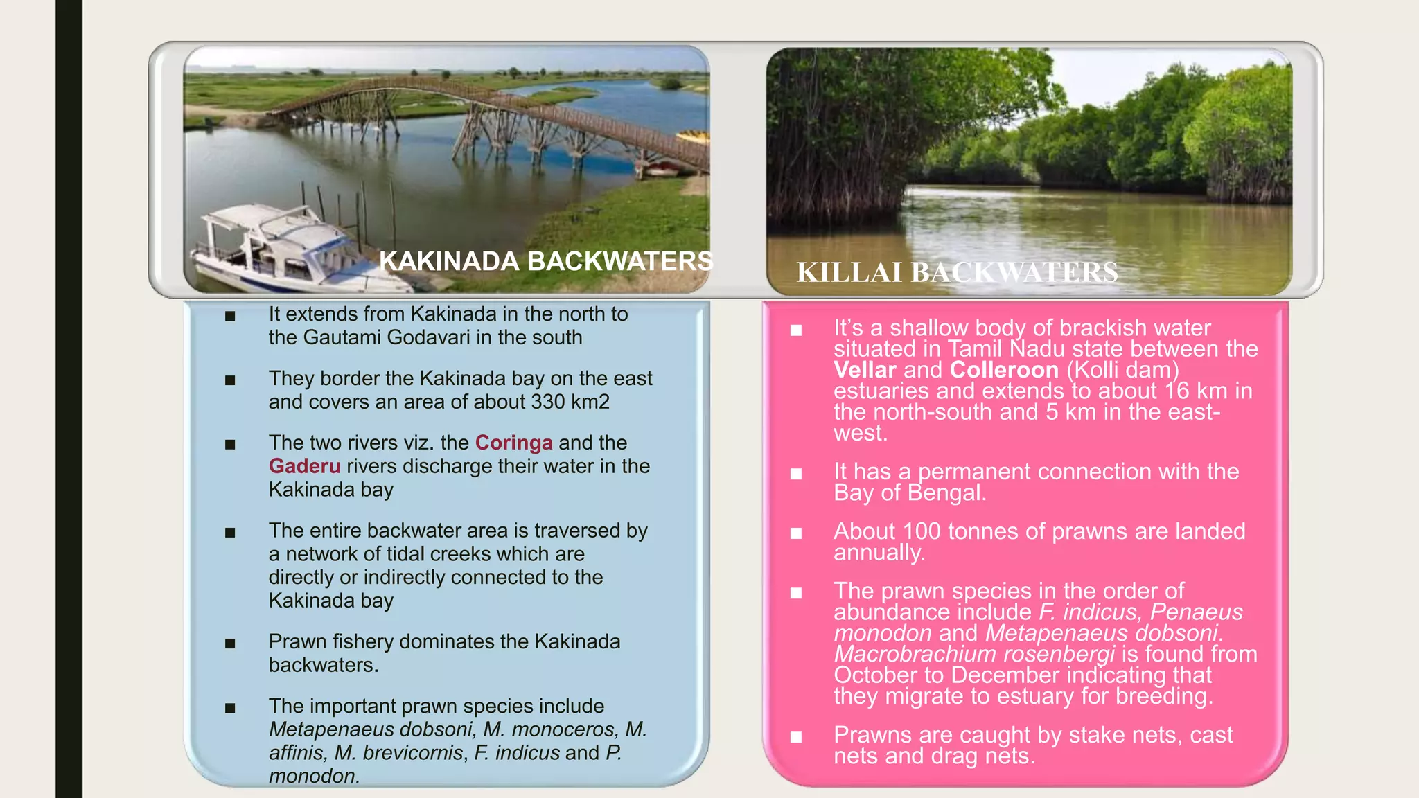 Backwater Ecosystems | PPTX