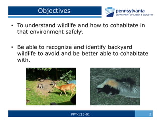 Backyard and Wildlife Safety.pptx