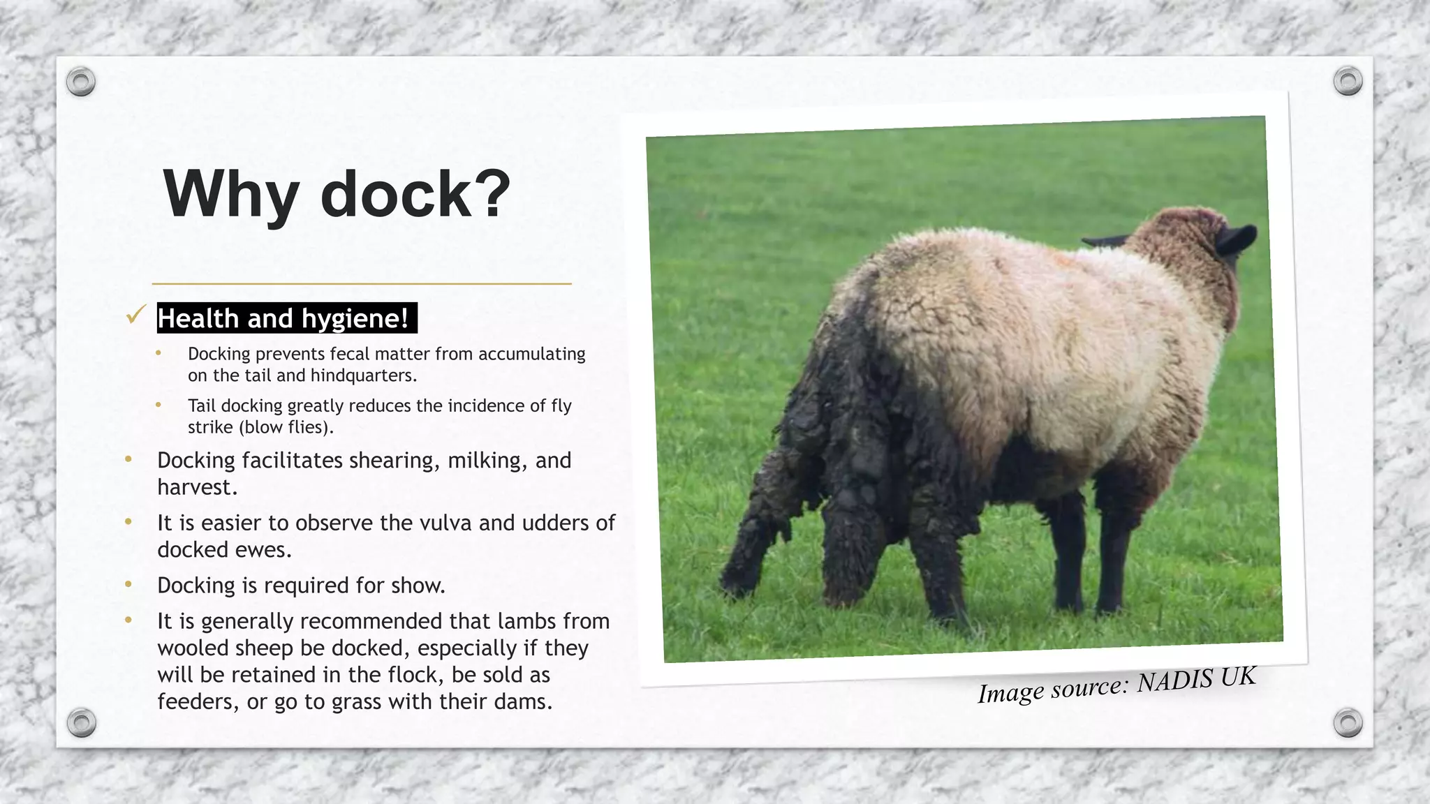 Management Practices for Lambs & Kids | PPTX