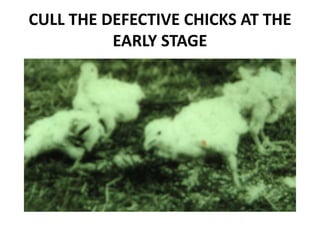 Backyard poultry in english | PPTX