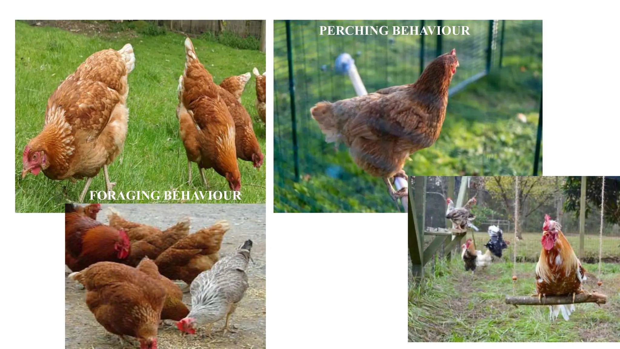 Backyard & semi intensive rearing of Poultry.pptx