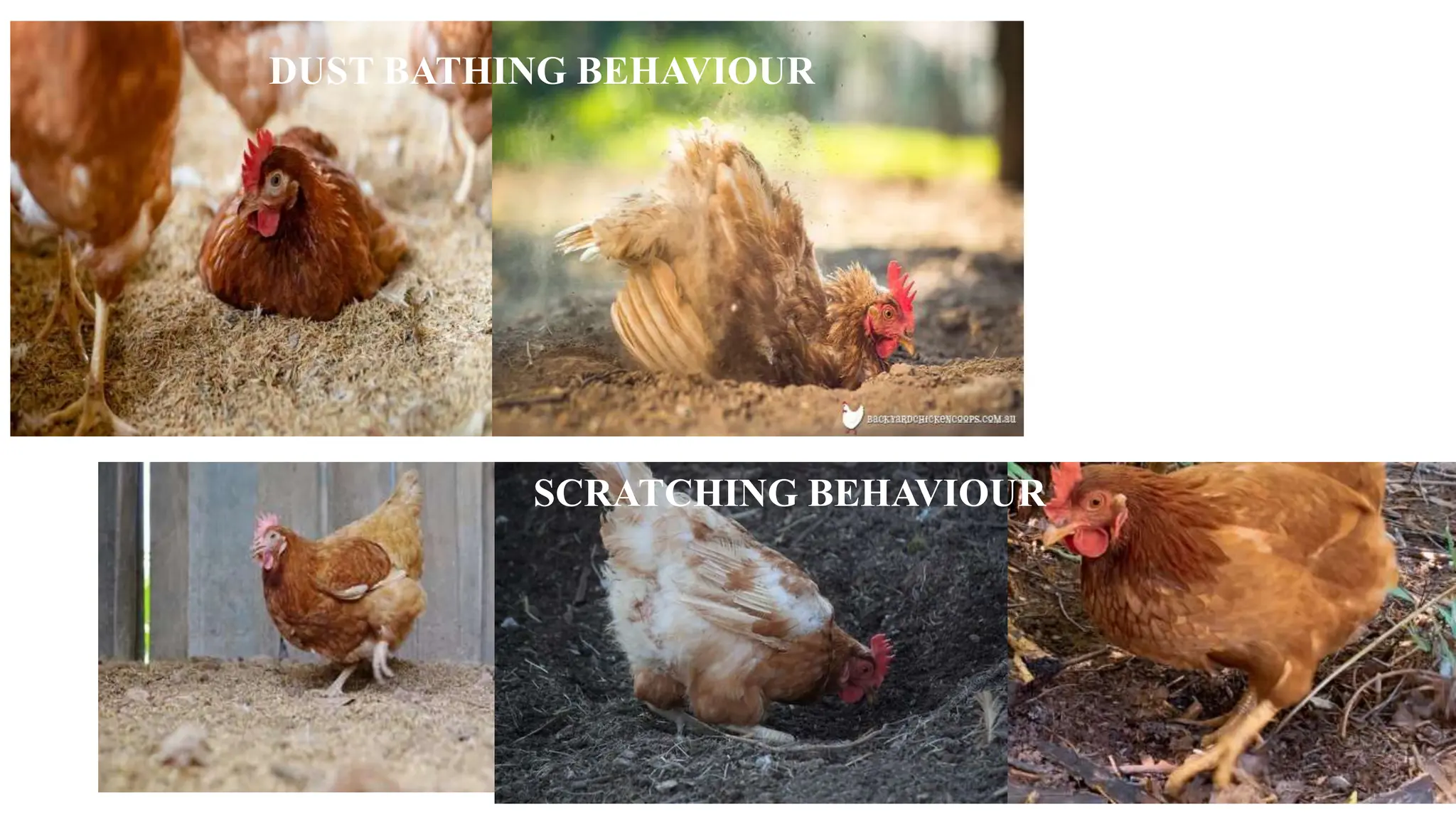 Backyard & semi intensive rearing of Poultry.pptx