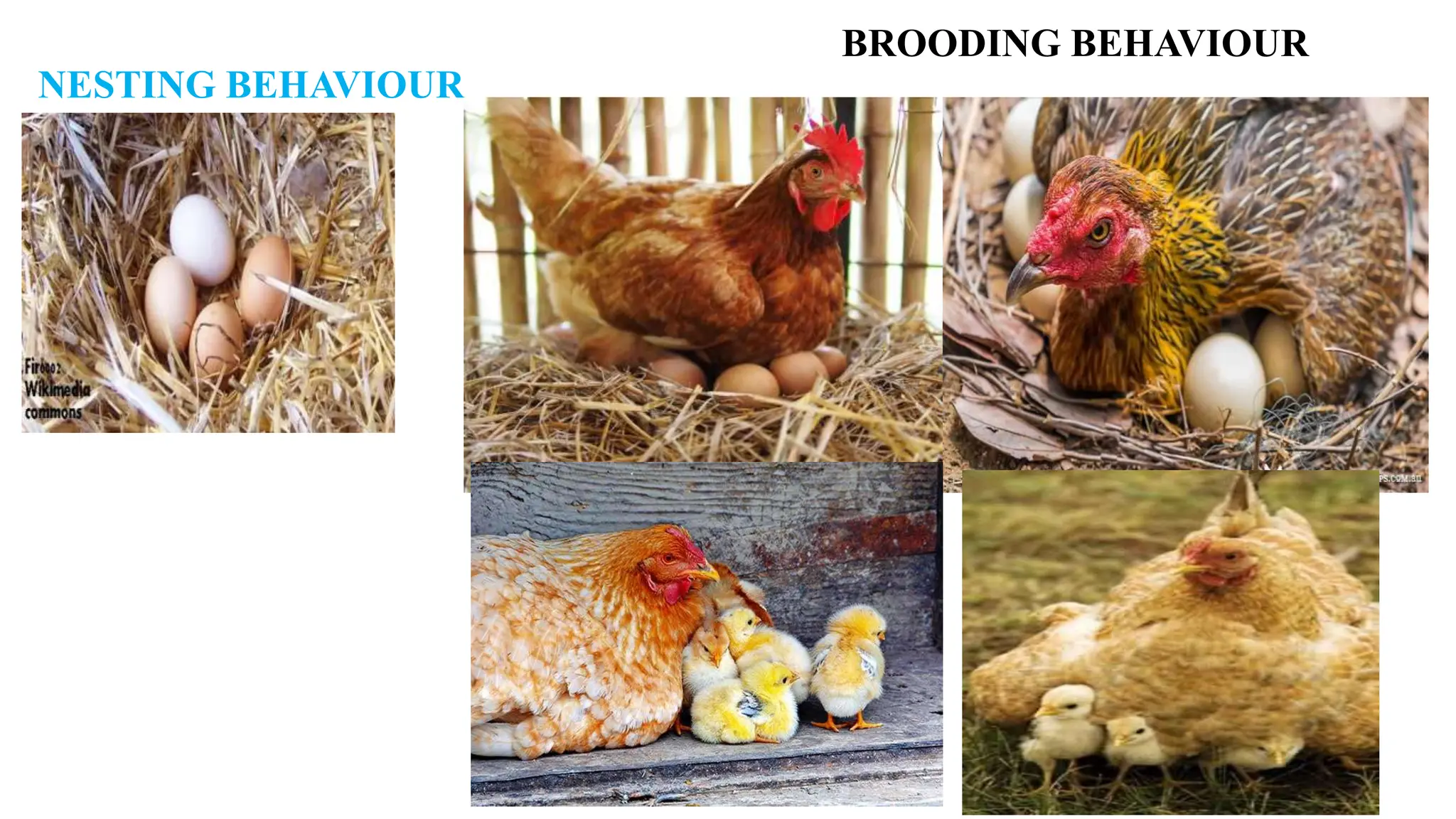 Backyard & semi intensive rearing of Poultry.pptx