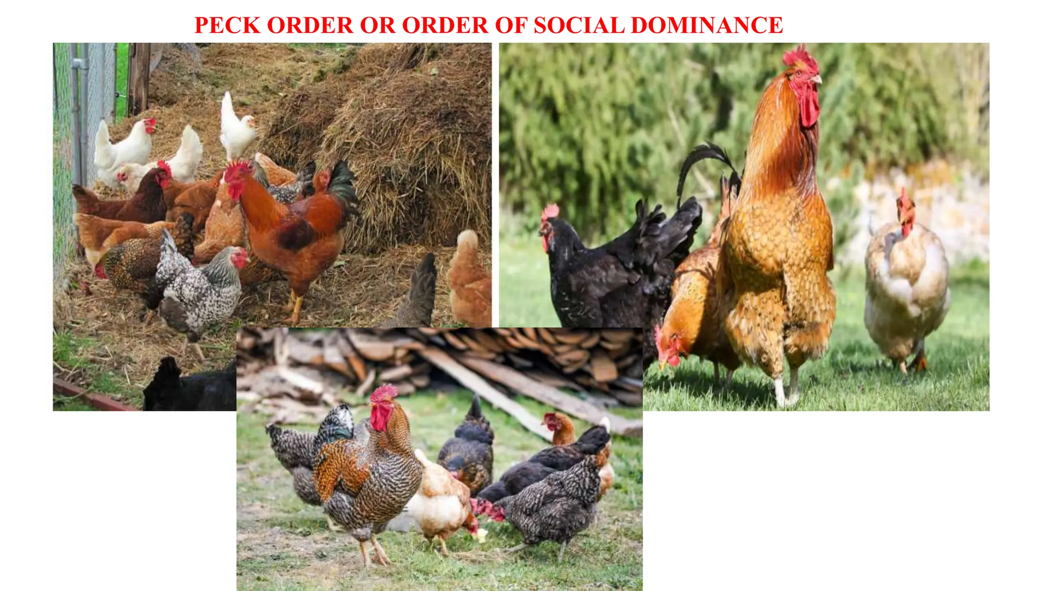 Backyard & semi intensive rearing of Poultry.pptx