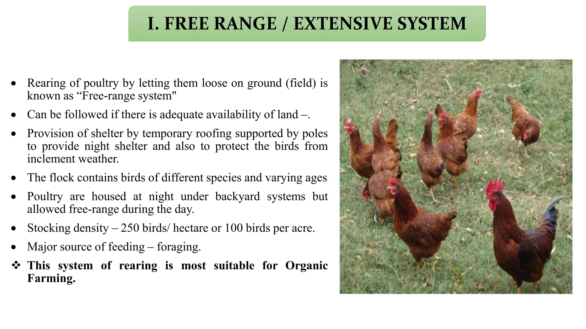Backyard & semi intensive rearing of Poultry.pptx