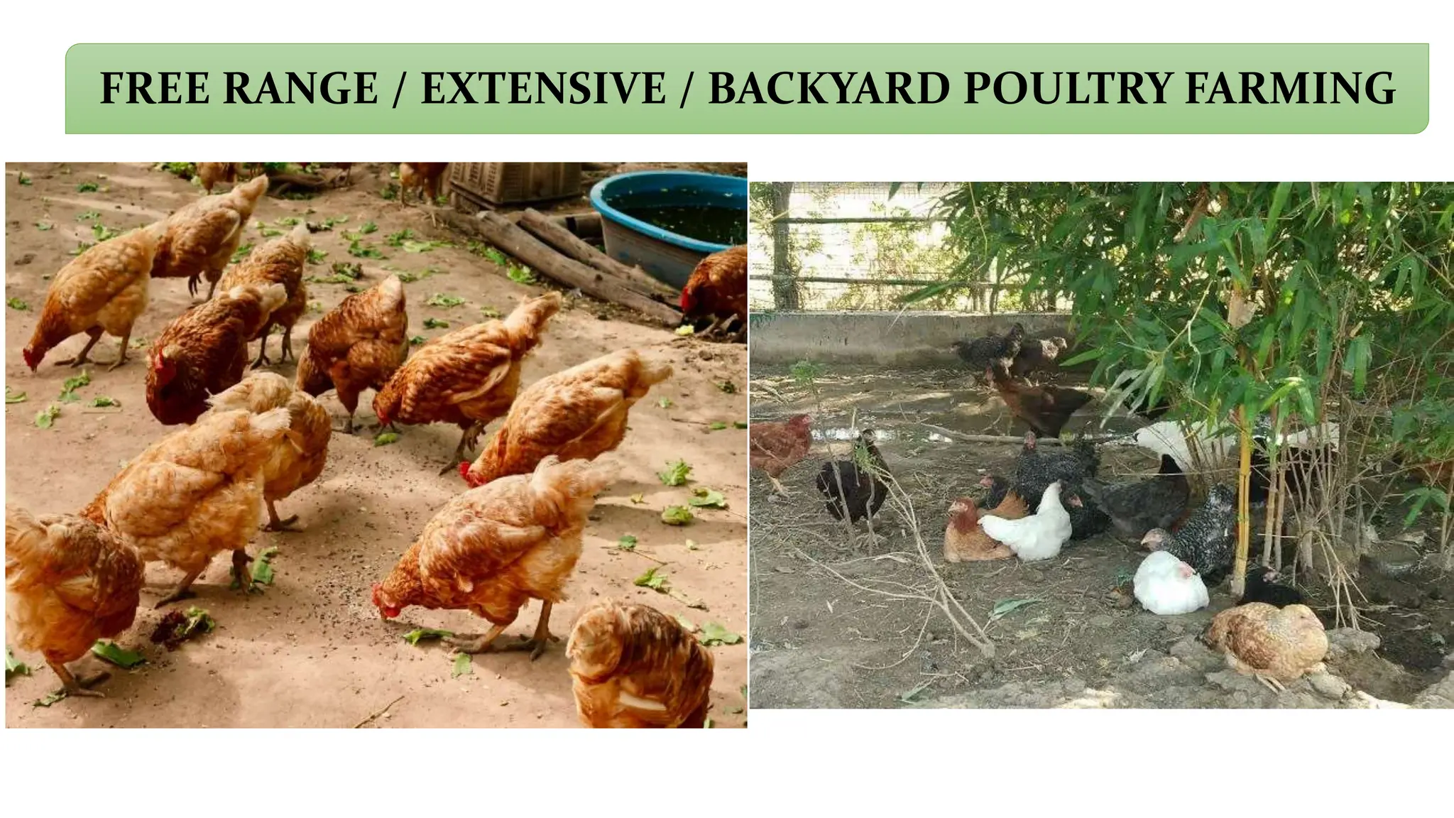 Backyard & semi intensive rearing of Poultry.pptx