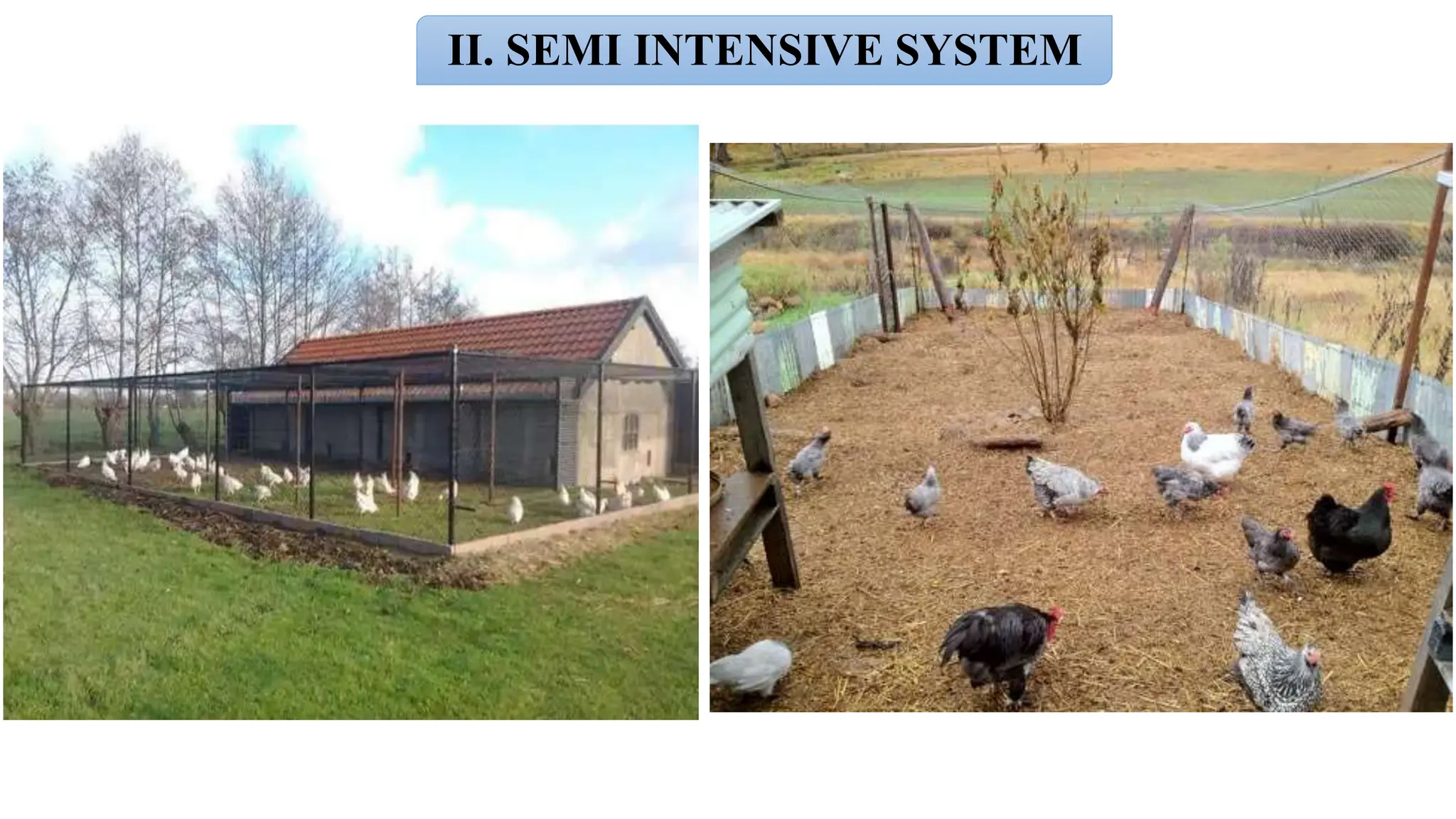 Backyard & semi intensive rearing of Poultry.pptx