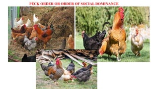 Backyard & semi intensive rearing of Poultry.pptx