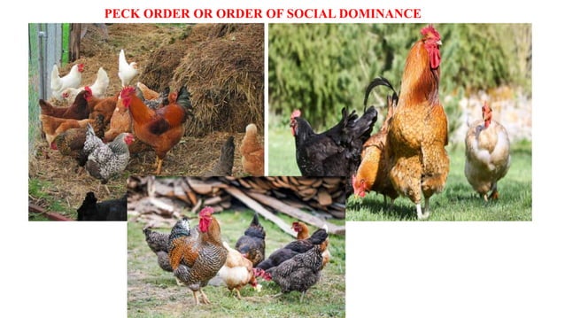 Backyard & semi intensive rearing of Poultry.pptx