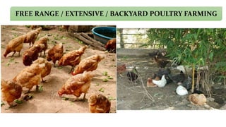 Backyard & semi intensive rearing of Poultry.pptx