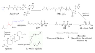 Bacoside Seminar | PPTX