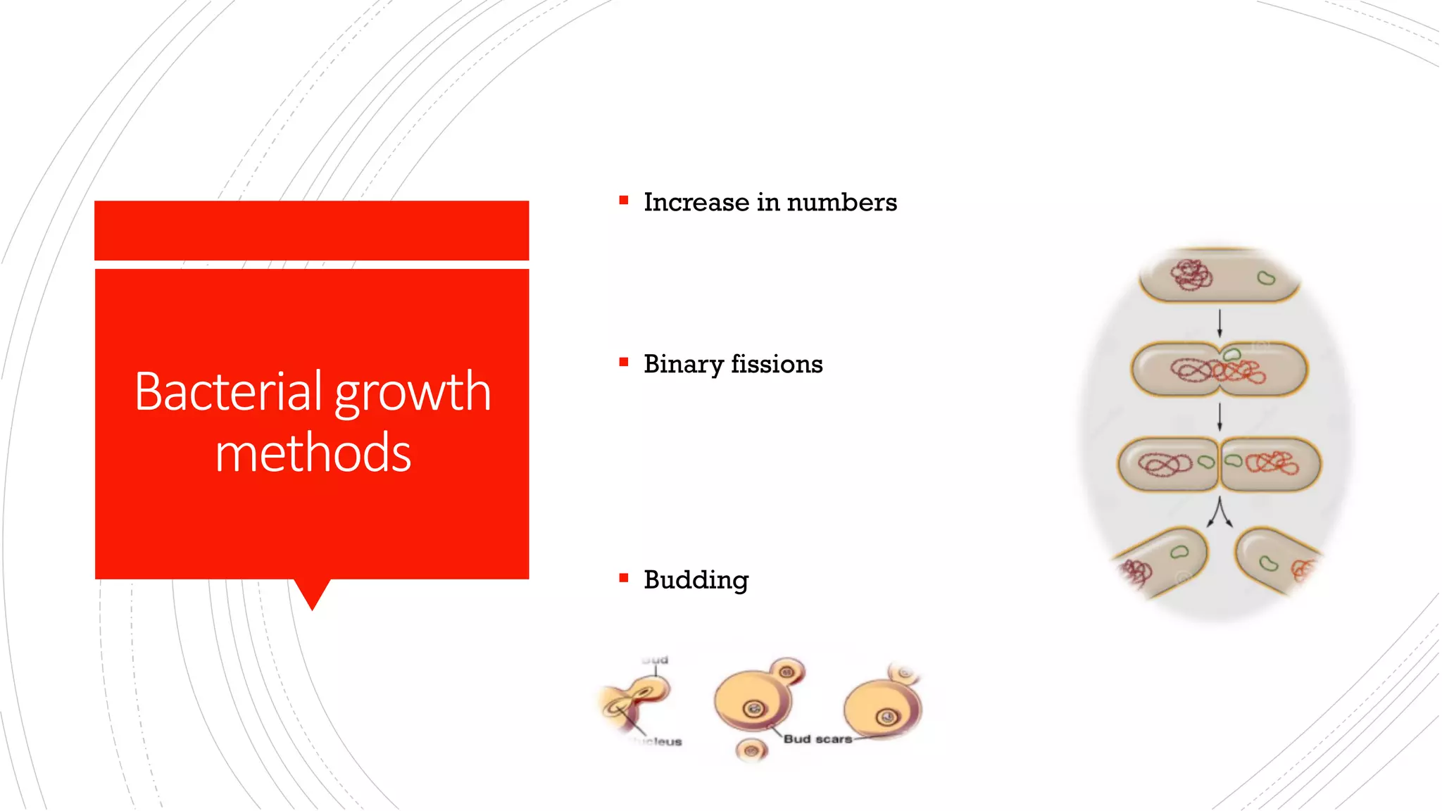 Bacterial Growth | PDF