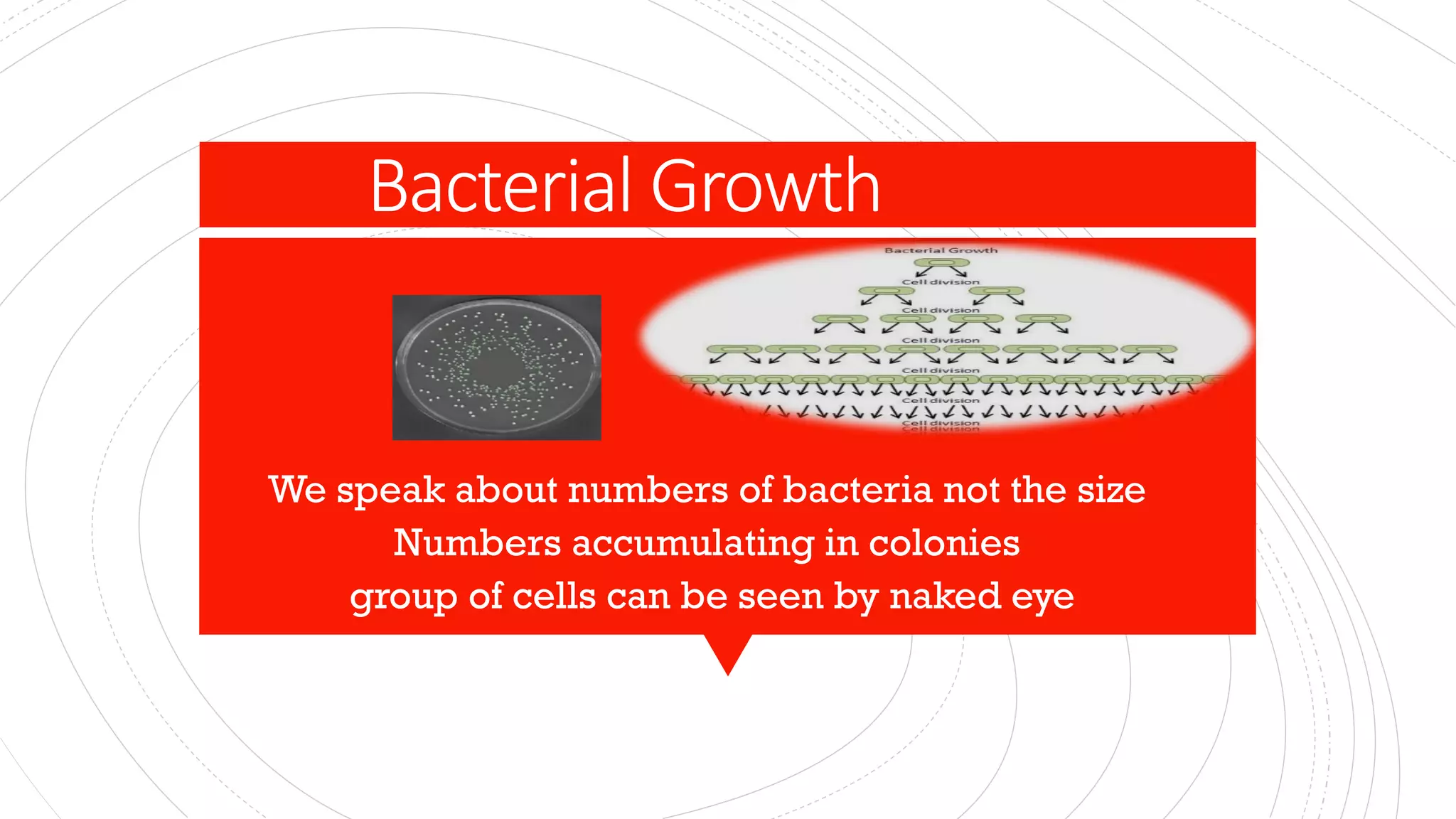 Bacterial Growth | PPT