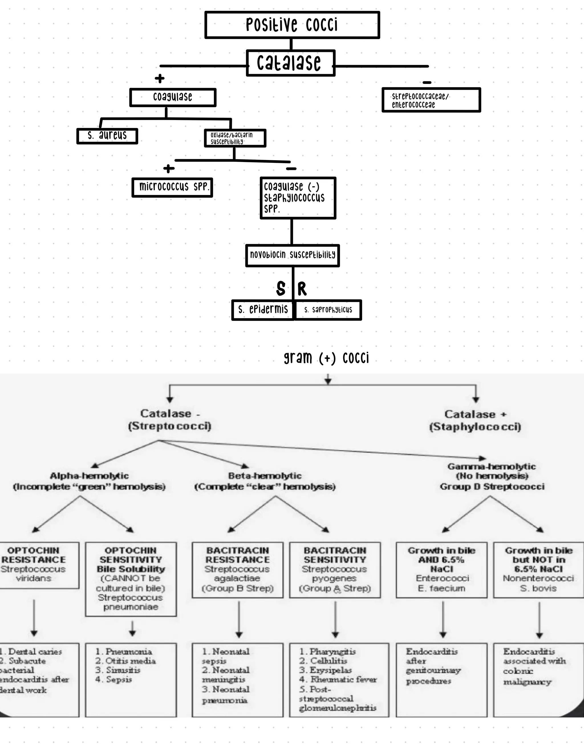 BACT-Midterms diagram.pdf
