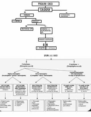 BACT-Midterms diagram.pdf