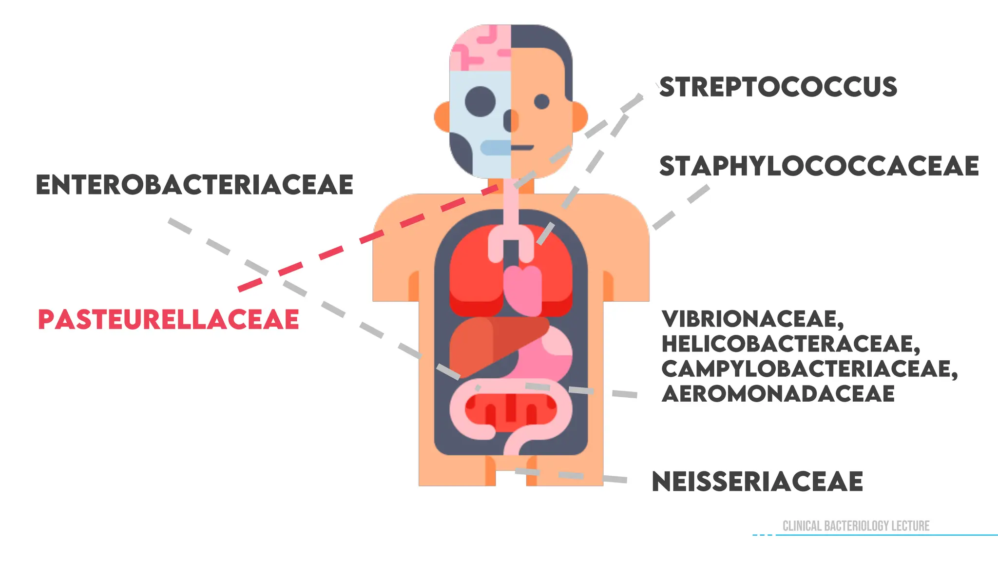 BACT-Week-14-Non-fermentative-Gram-Negative-Bacilli-Aerobic-Gram ...