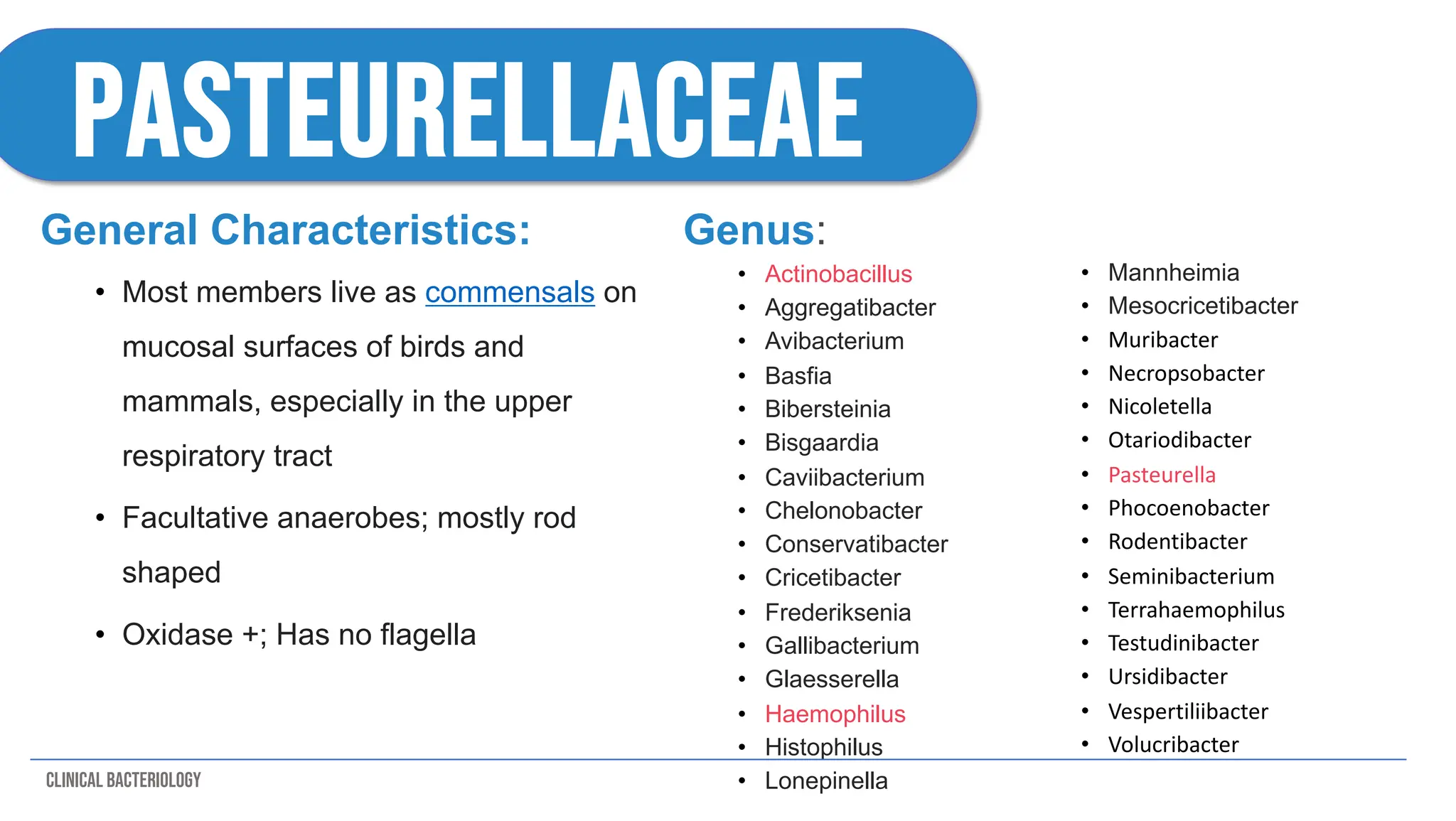 BACT-Week-14-Non-fermentative-Gram-Negative-Bacilli-Aerobic-Gram ...