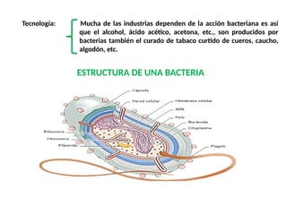 BACT 3.pptx fitopatologia general . bacterias | PPTX