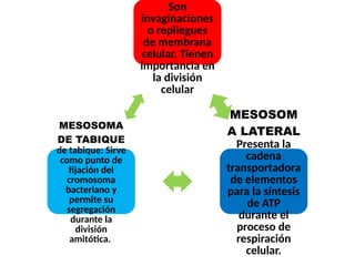 BACT 3.pptx fitopatologia general . bacterias | PPTX