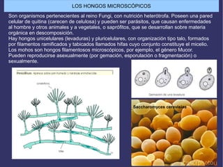 Bacterias y hongos | PDF