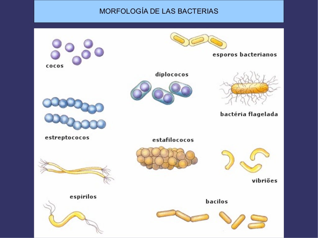Bacterias y hongos