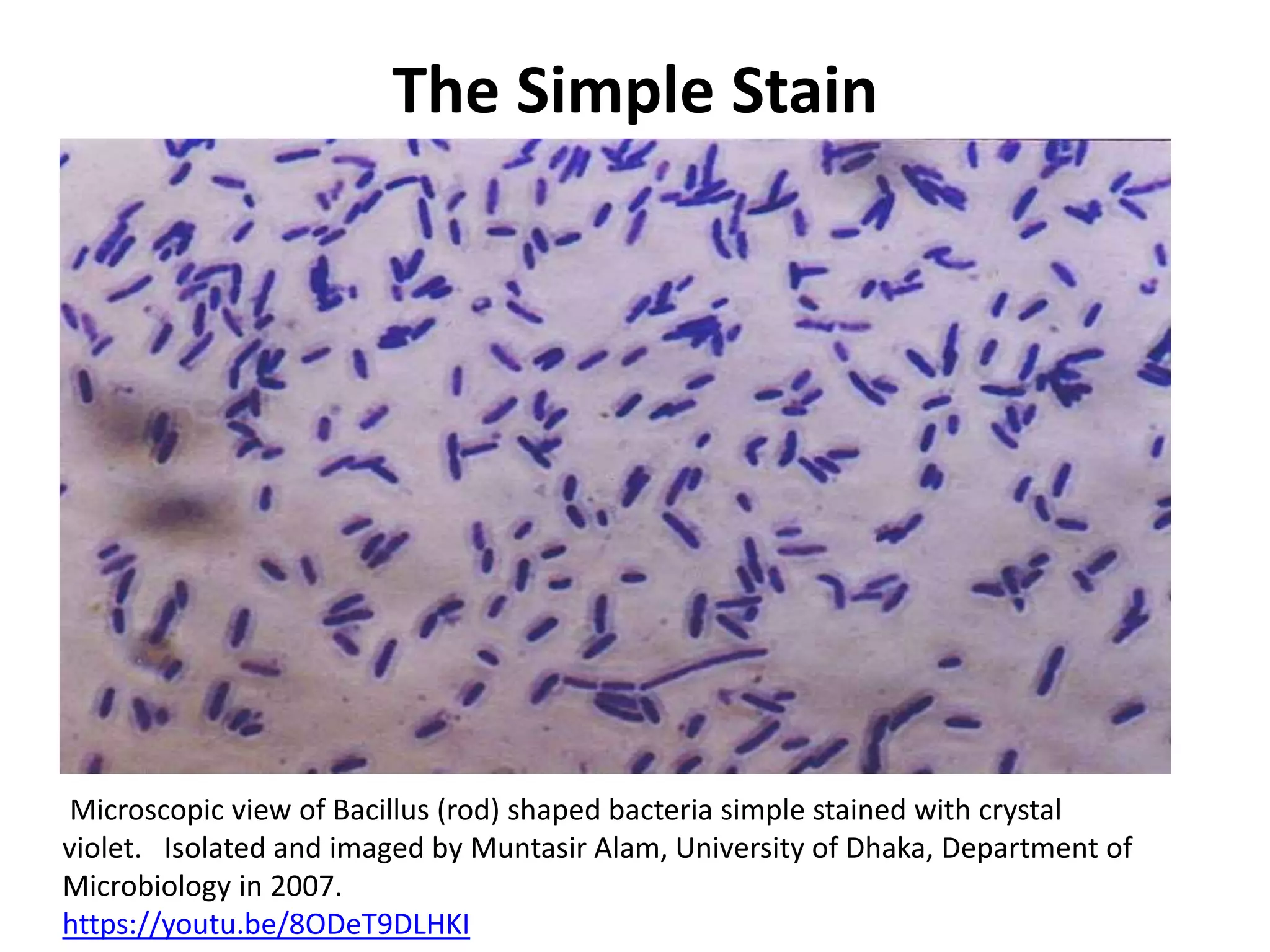 Bacteraial staianing.pptx