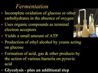 Bacteral metabolism dr. ihsan alsaimary | PPTX