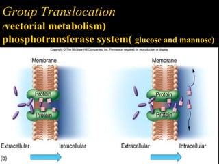 Bacteral metabolism dr. ihsan alsaimary | PPTX