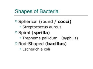Bacteria 1 | PPT | Chemistry | Science