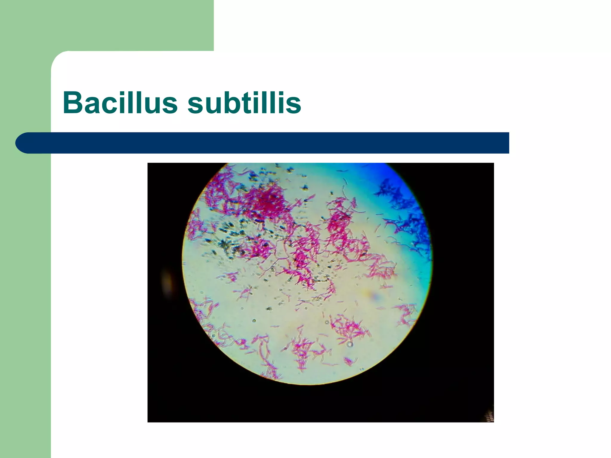 Bacteria | PPT