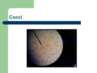 Bacteria | PPT