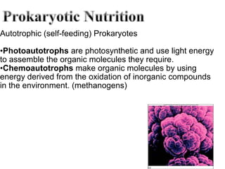 Bacteria | PPT