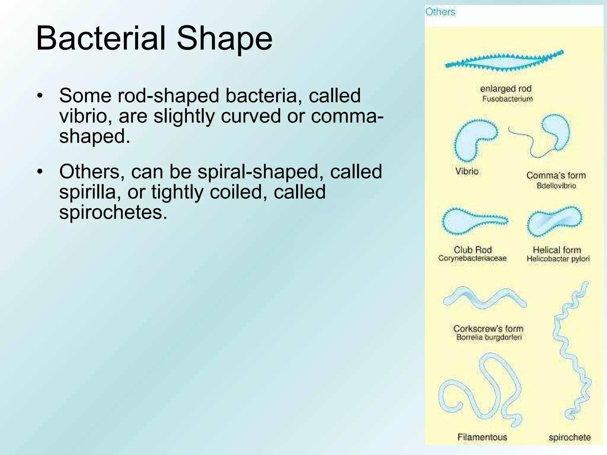 Bacteria | PPT