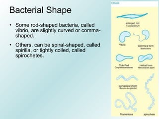 Bacteria | PPT